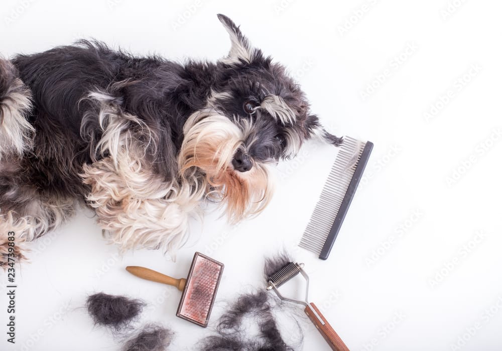 Basic Dog Grooming Guide: A Step-by-Step Introduction