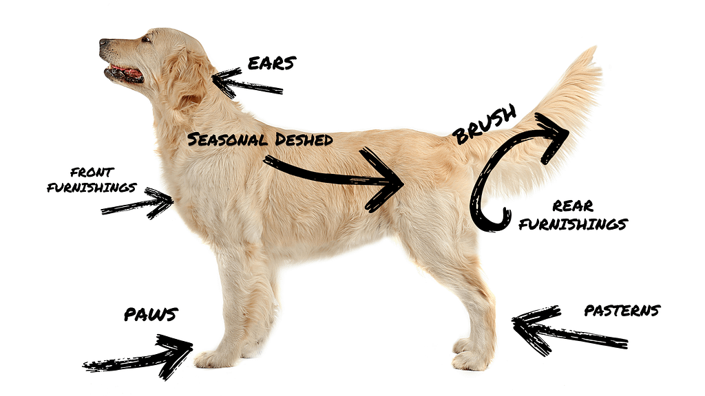 Golden Retriever grooming care